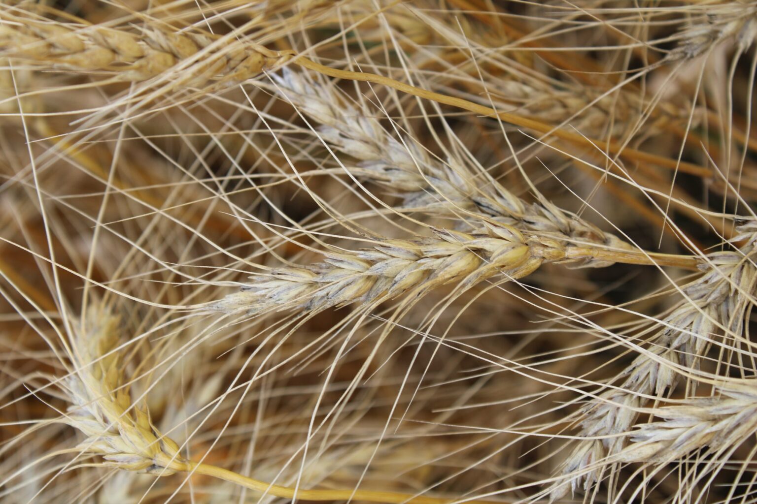 Pedigreed Seed – Warburg Seed Cleaning Coop
