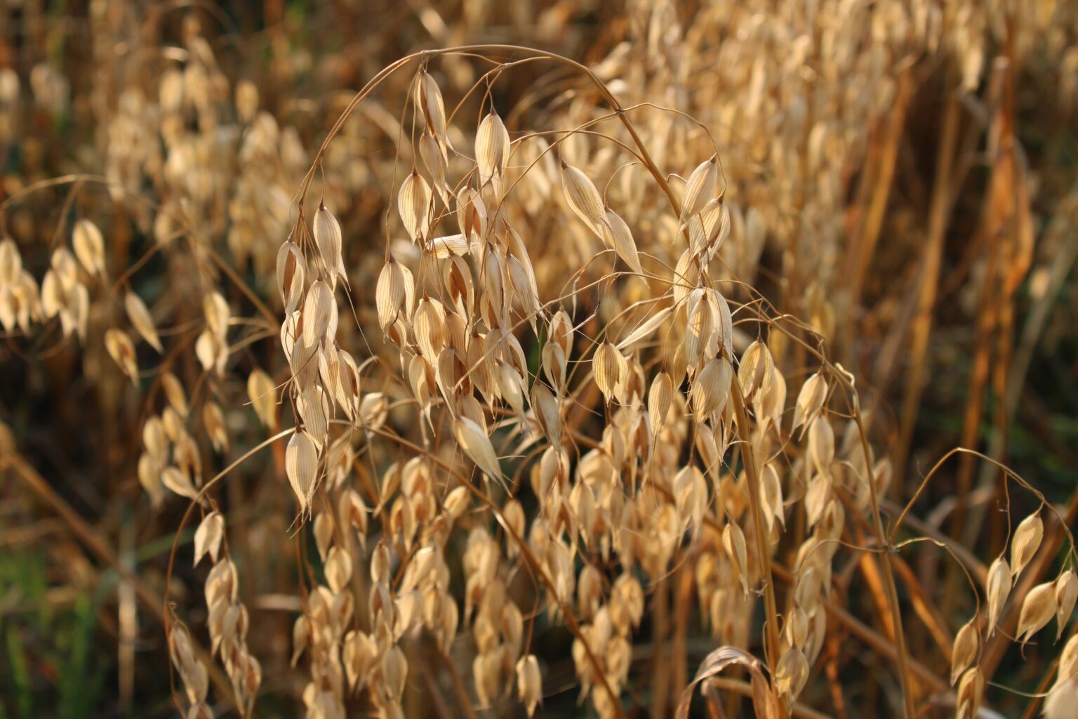 Pedigreed Seed – Warburg Seed Cleaning Coop